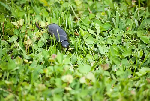 How to keep insects & pests out of your garden | Heron Home and Outdoor