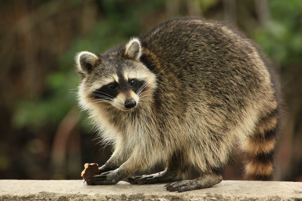 Wildlife Control Services | Nuisance Wildlife Removal in FL