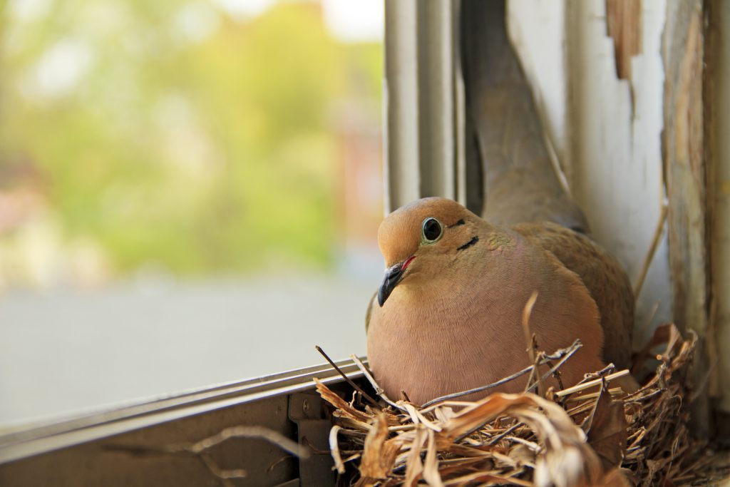 Wildlife Cleanup and Sanitation | Heron Home & Outdoor | Apopka FL