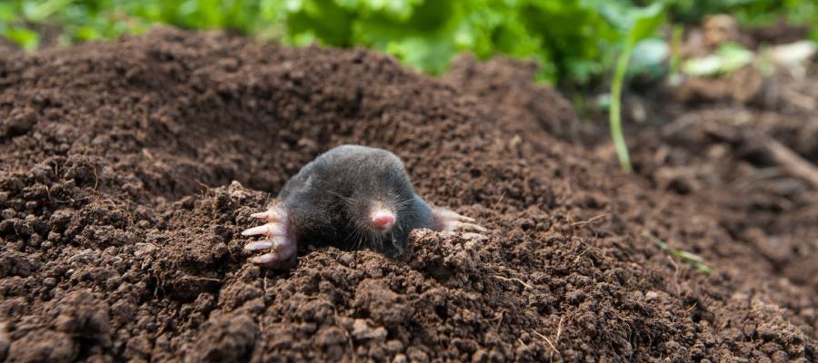 5 Signs of Moles or Gophers in Your Yard - Heron Home & Outdoor