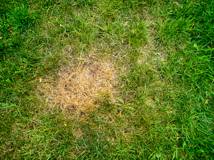 How to Fix Burnt Grass - Reviving Your Lawn | Heron Home & Outdoor